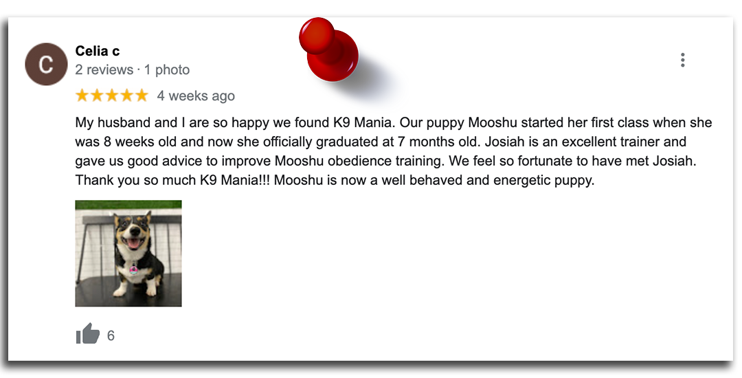 Dog Trainer Courses - K9 Mania Dog Trainer Academy