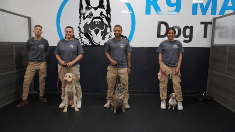 10 Key Skills For Becoming A Dog Trainer - K9 Mania Dog Trainer Academy