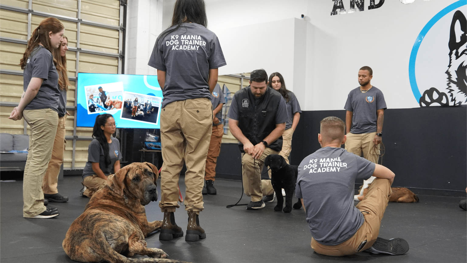 10 Key Skills For Becoming A Dog Trainer - K9 Mania Dog Trainer Academy