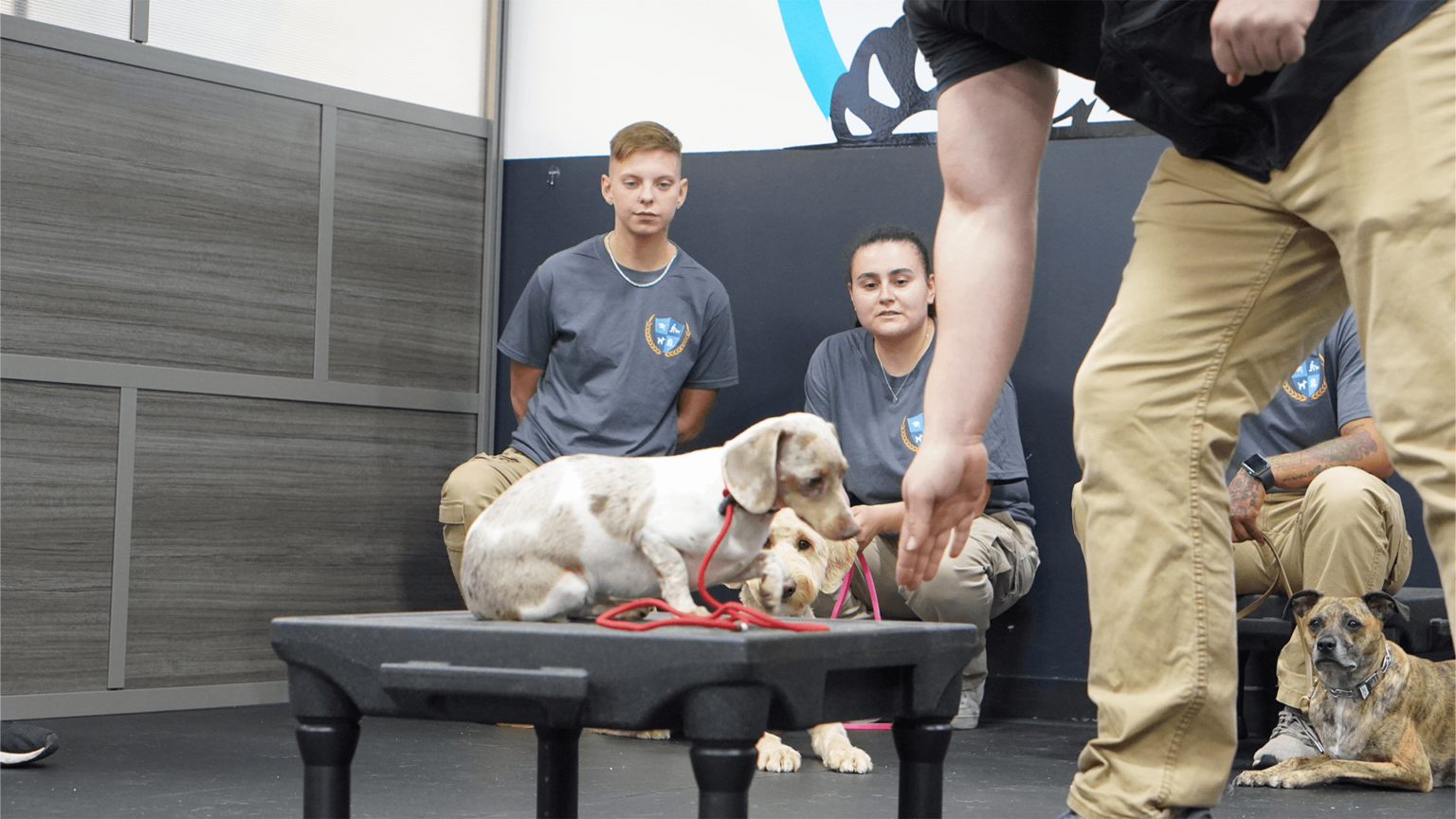 K9 Mania Dog Trainer Academy: Academy For Dog Trainers