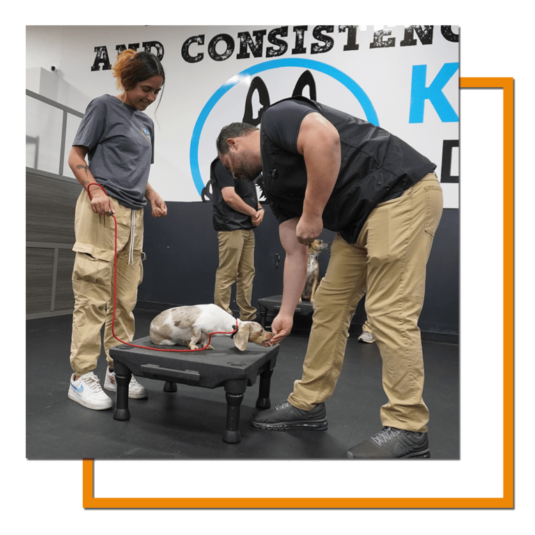 K9 Mania Dog Trainer Academy: Academy For Dog Trainers