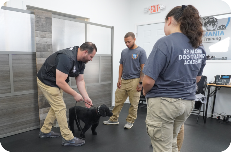 About - K9 Mania Dog Trainer Academy
