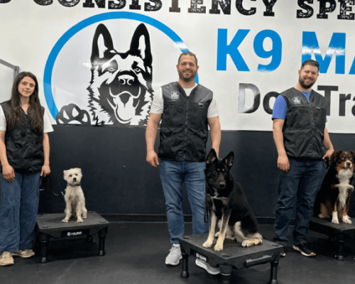 K9 Mania Dog Trainer Academy: Academy For Dog Trainers